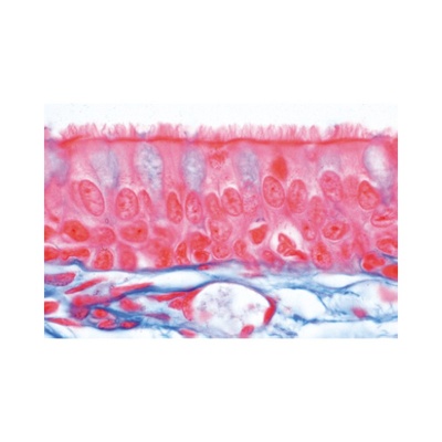 Normal Human Microscope Slides (Large) | Health and Care